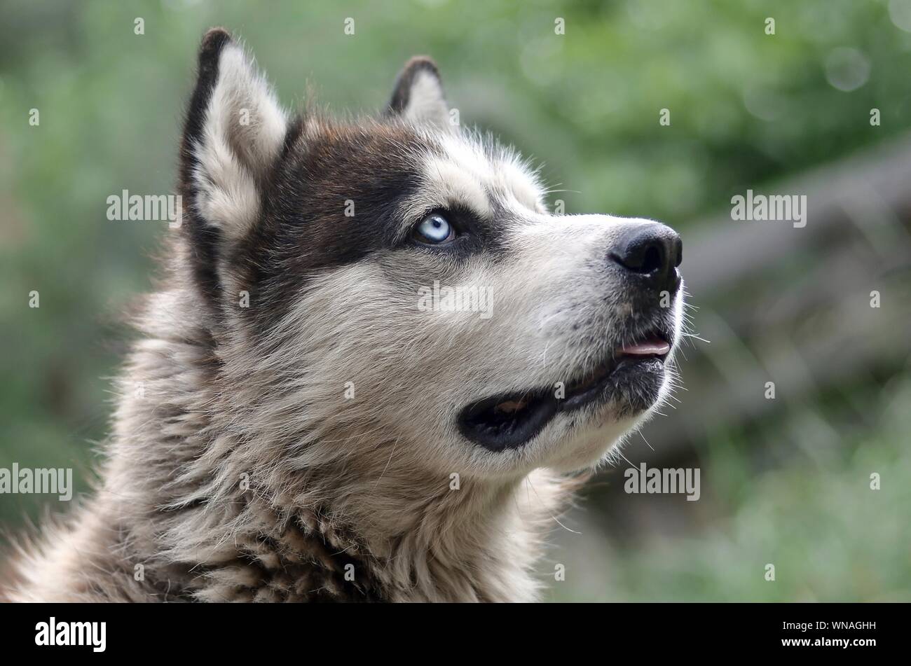 Alaskan Malamute with blue eyes. The Arctic Malamute is a wonderful ...