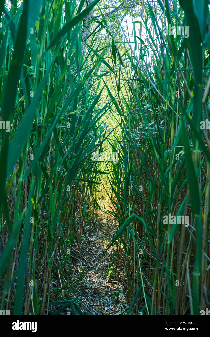 Pathway Amidst Plants Growing On Field Stock Photo - Alamy