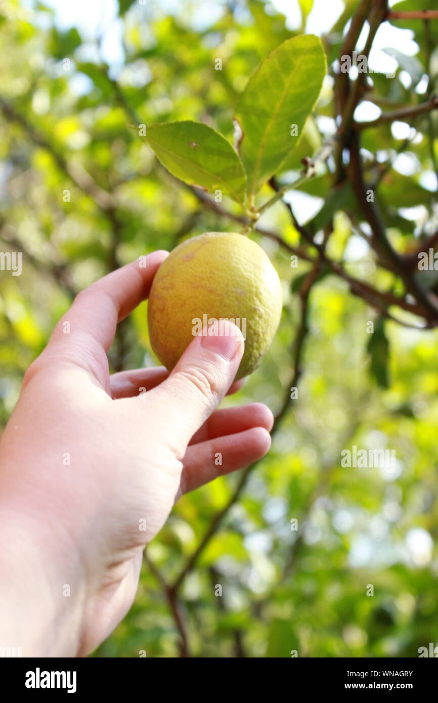 Plucking Fruit High Resolution Stock Photography and Images - Alamy