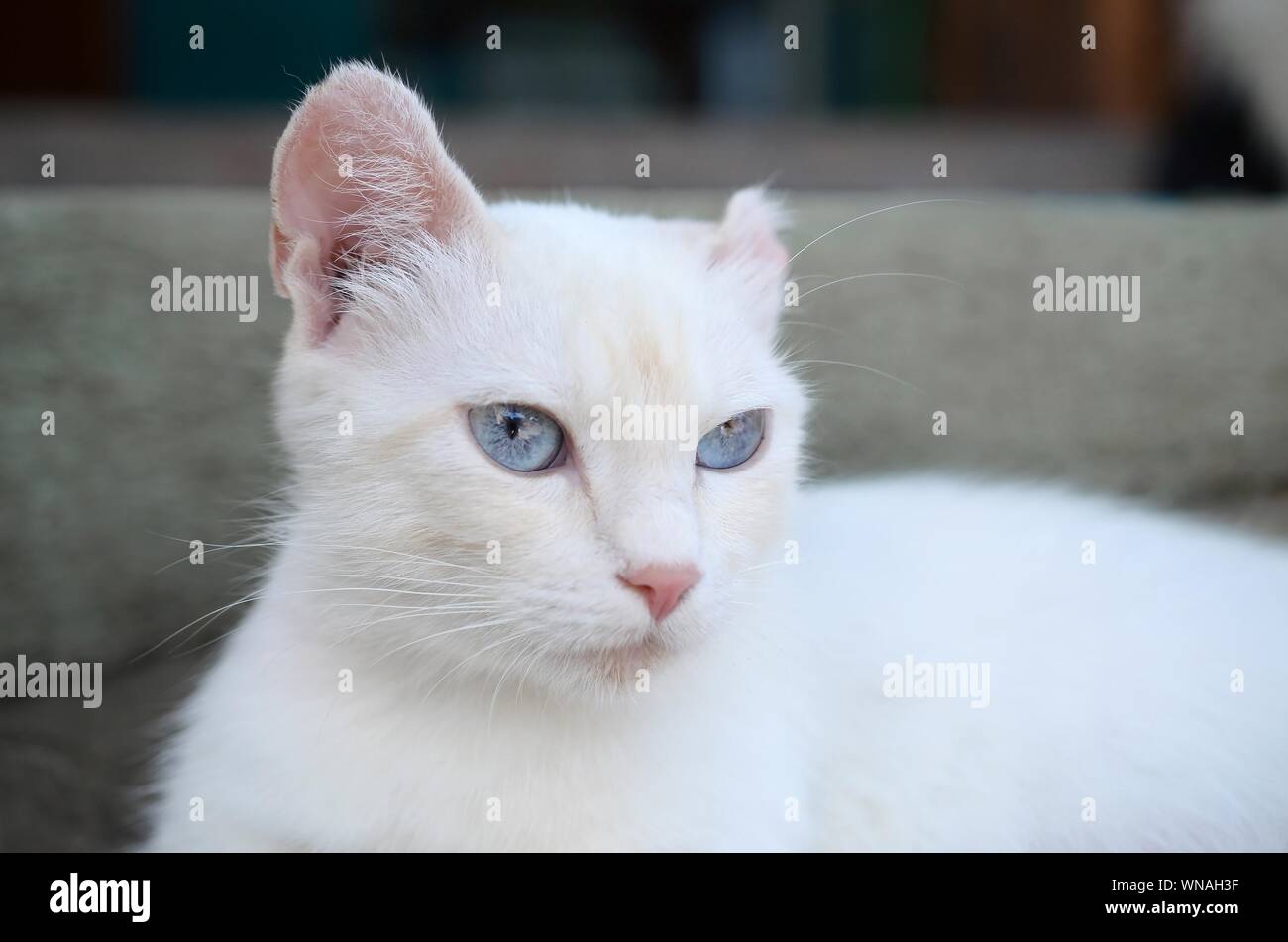 A pure white cat with turquoise blue eyes and pink defective ears ...