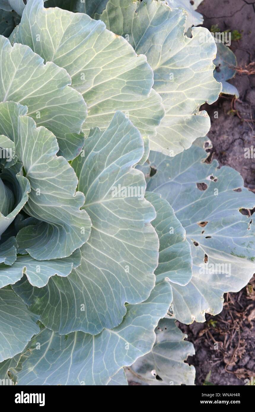 Fresh cabbage from farm field in the garden. View of green plants ...