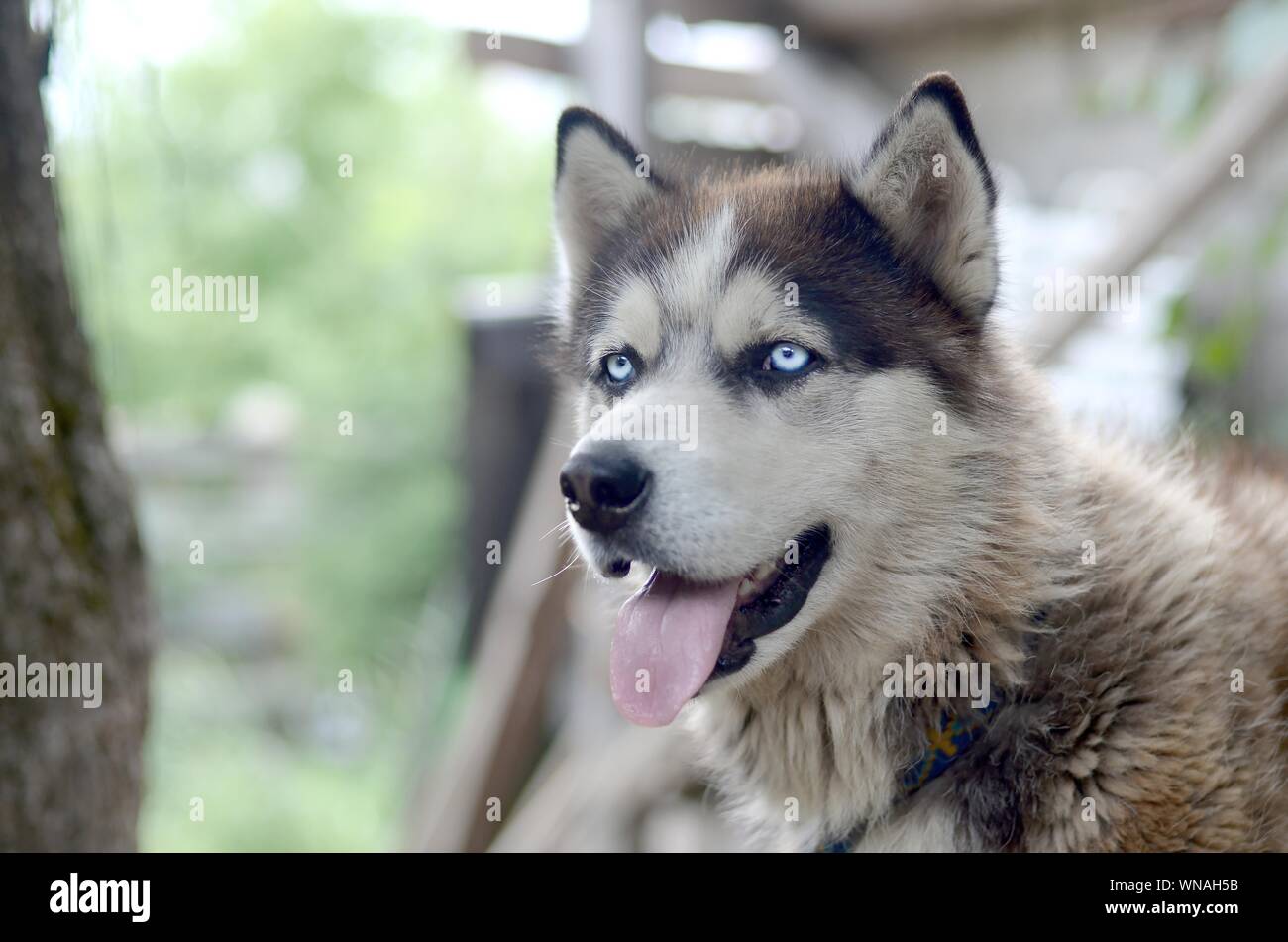 Alaskan Malamute with blue eyes. The Arctic Malamute is a wonderful ...