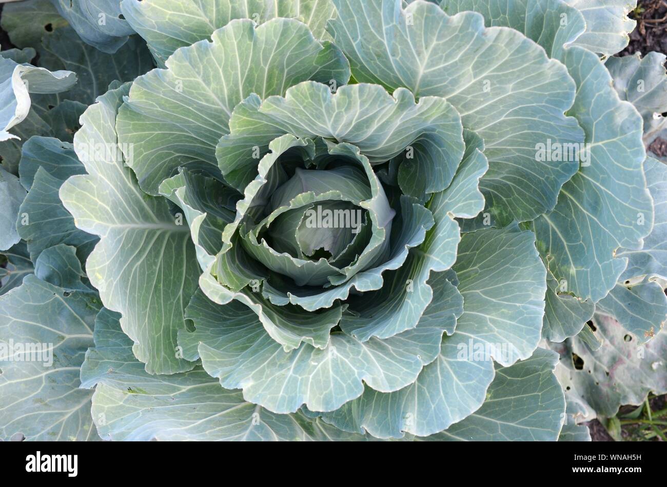 Fresh cabbage from farm field in the garden. View of green plants ...