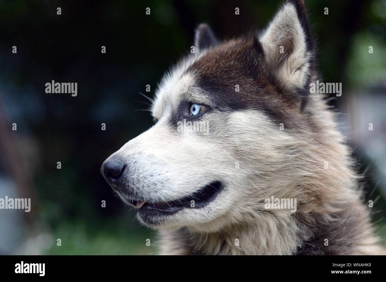 Alaskan Malamute with blue eyes. The Arctic Malamute is a wonderful ...