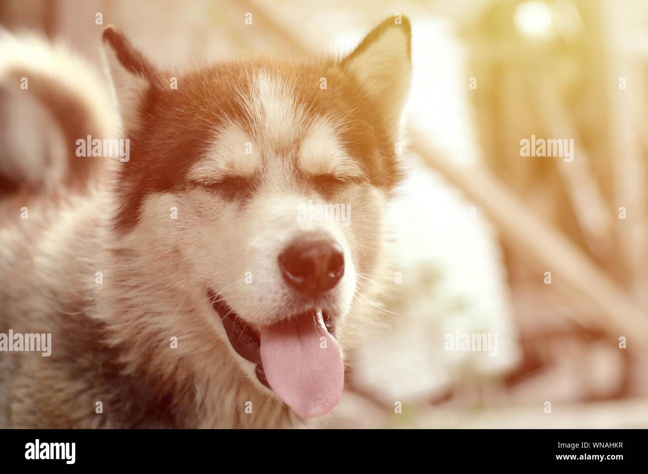 Husky dog yawning at the sun rays. Sleepy dog funny yawns with wide ...