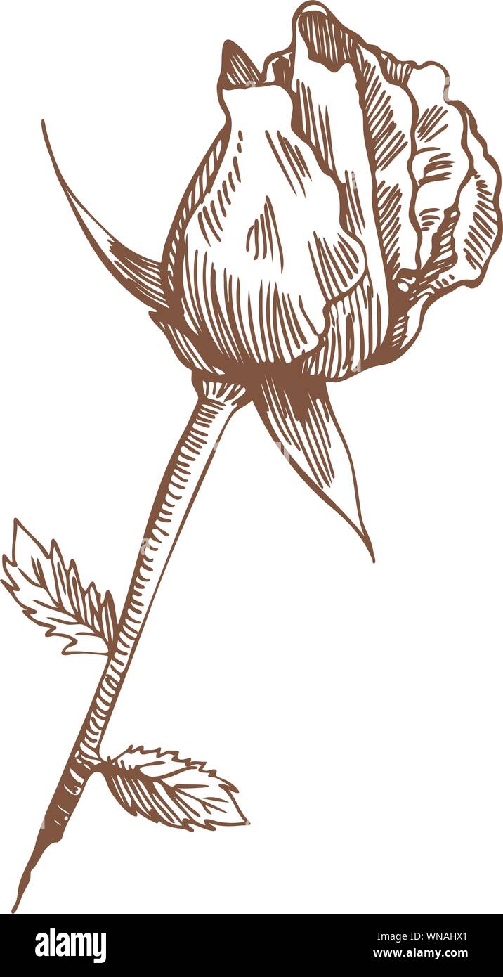 Hand Drawn Rose Stock Vector Image & Art - Alamy