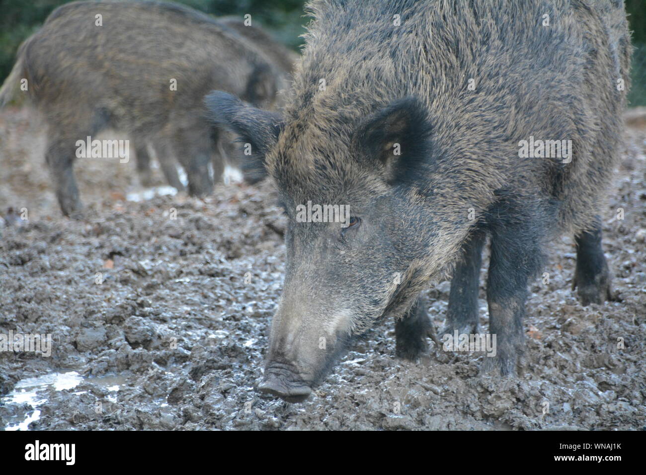 Wild Boar Zoo High Resolution Stock Photography and Images - Alamy