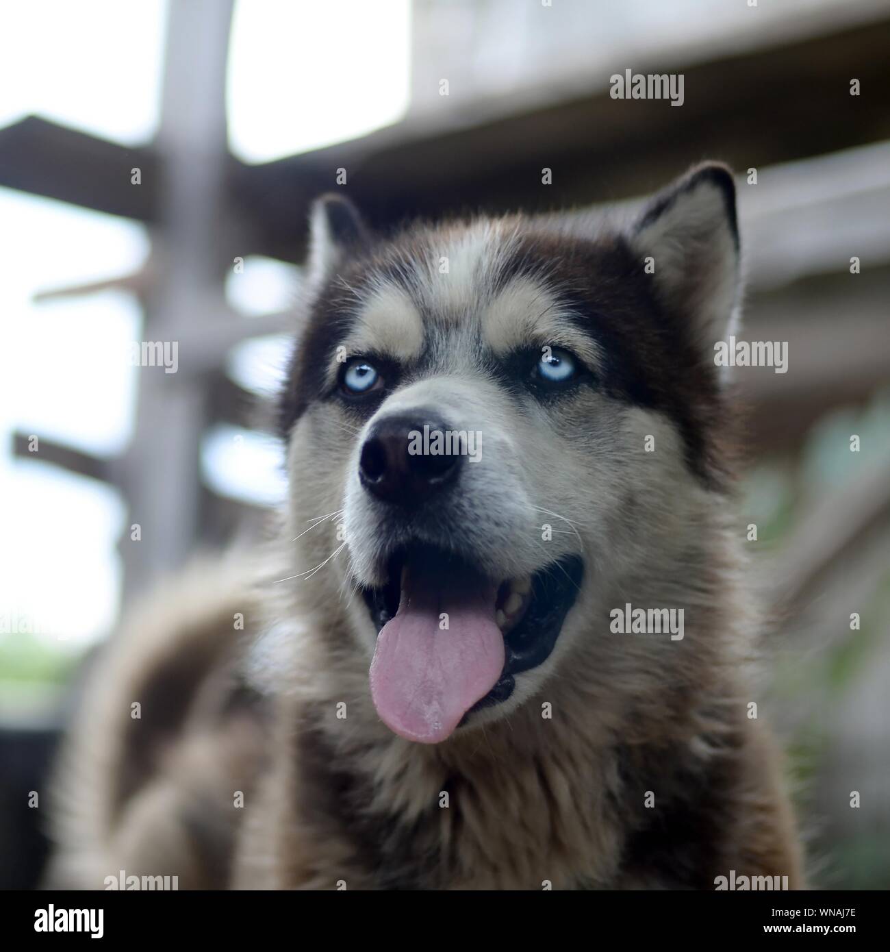 Alaskan Malamute with blue eyes. The Arctic Malamute is a wonderful ...
