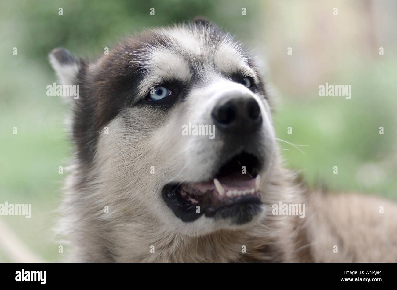 Alaskan Malamute with blue eyes. The Arctic Malamute is a wonderful ...