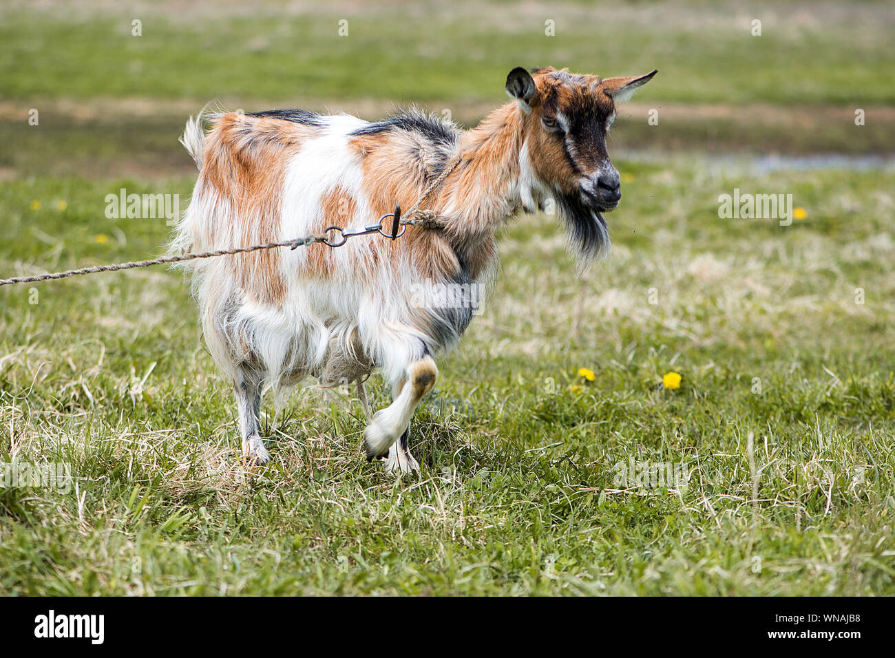Goat rope hi-res stock photography and images - Alamy
