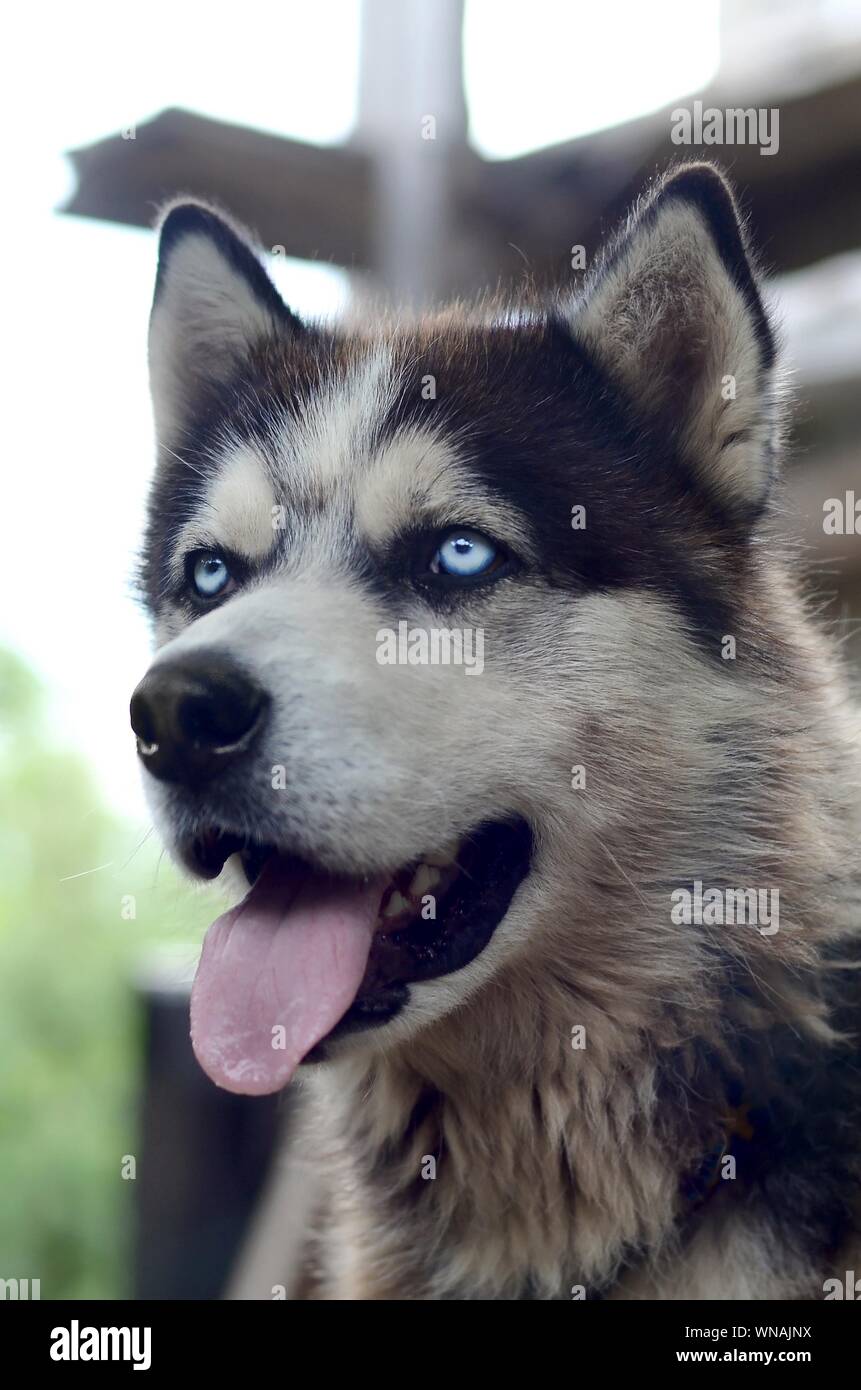 Alaskan Malamute with blue eyes. The Arctic Malamute is a wonderful ...