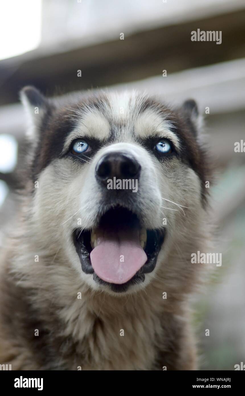 Alaskan Malamute with blue eyes. The Arctic Malamute is a wonderful ...