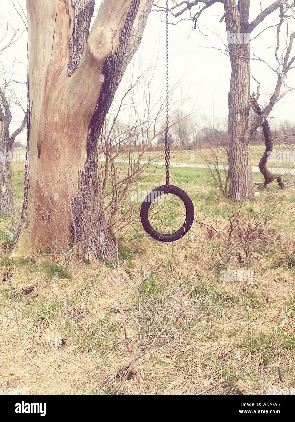Tire swing is hanging to tree hi-res stock photography and images - Alamy