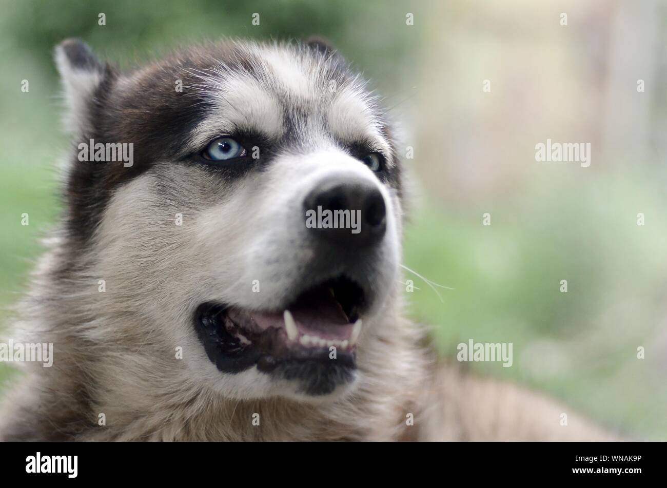 Alaskan Malamute with blue eyes. The Arctic Malamute is a wonderful ...