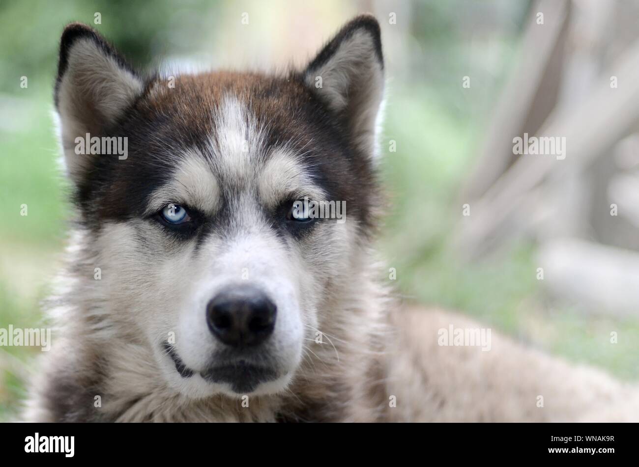 Alaskan Malamute with blue eyes. The Arctic Malamute is a wonderful ...