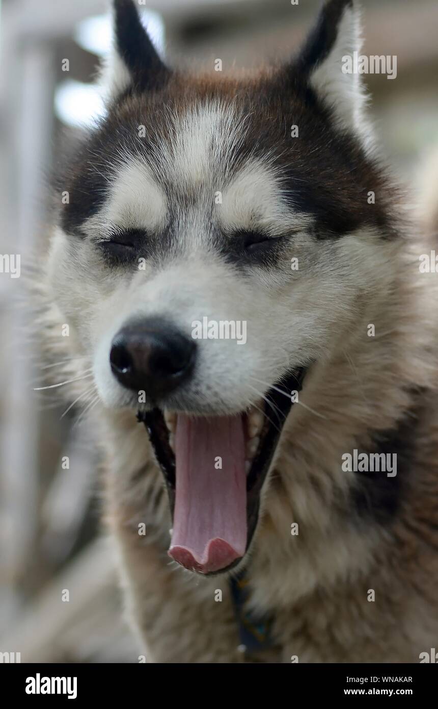 Husky dog yawning at the sun rays. Sleepy dog funny yawns with wide ...