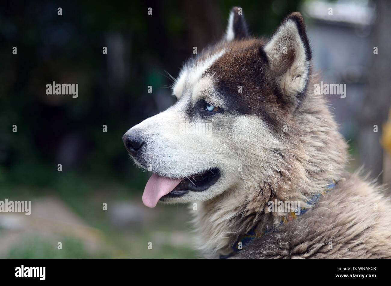 Alaskan Malamute with blue eyes. The Arctic Malamute is a wonderful ...