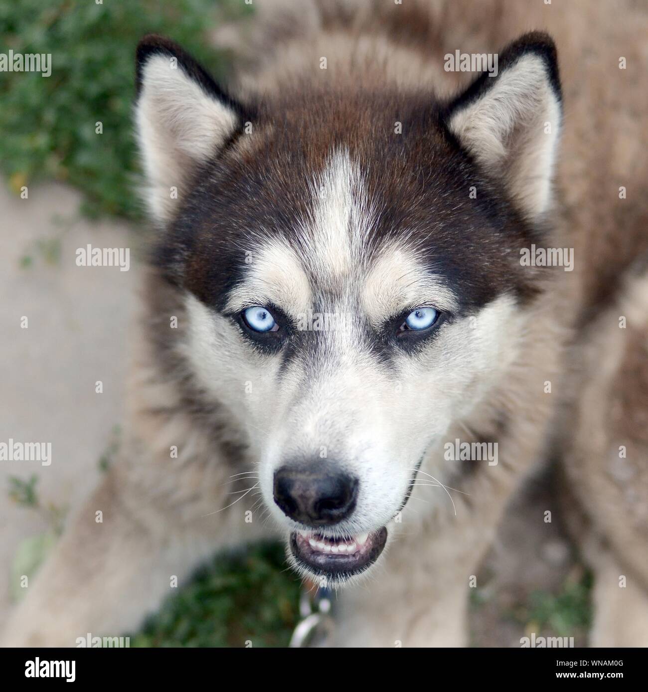 Alaskan Malamute with blue eyes. The Arctic Malamute is a wonderful ...