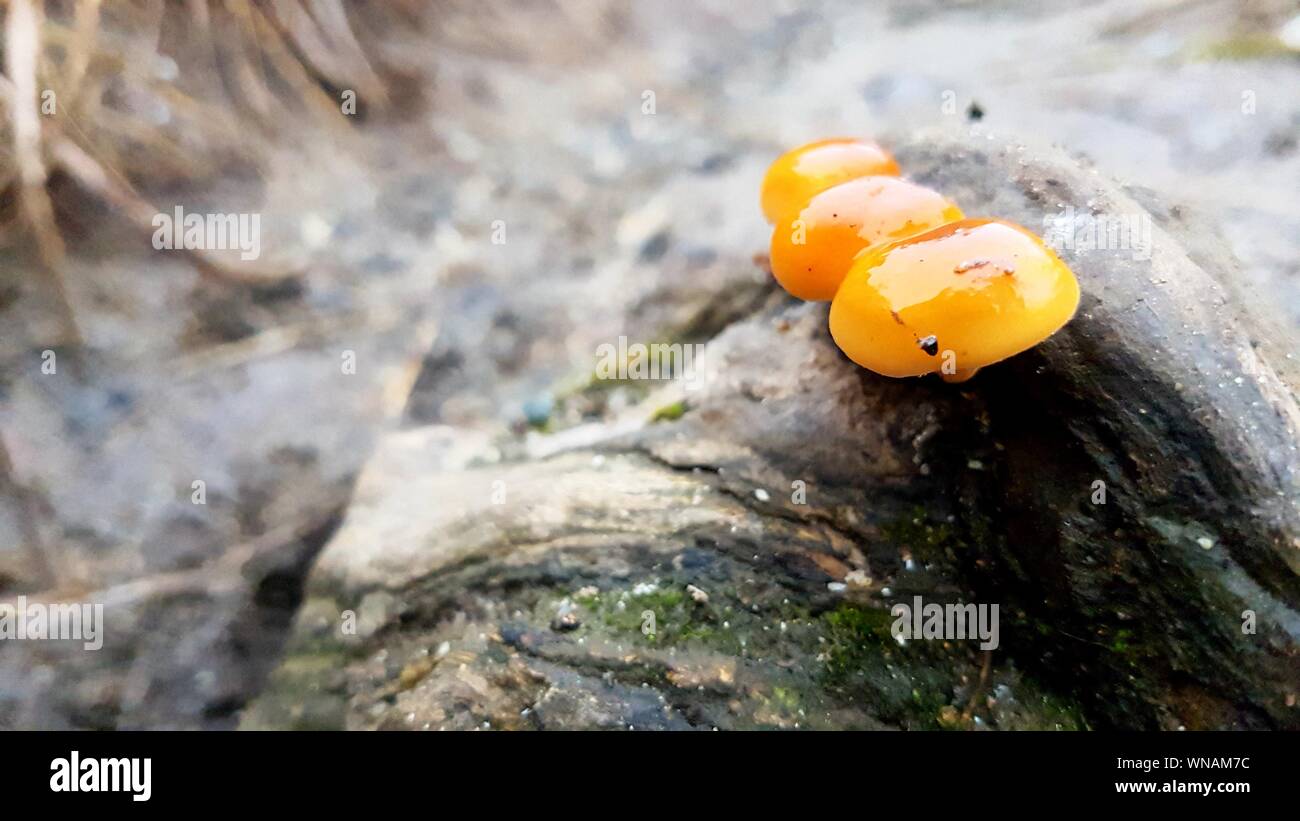 Yellow tree fungus hi-res stock photography and images - Alamy