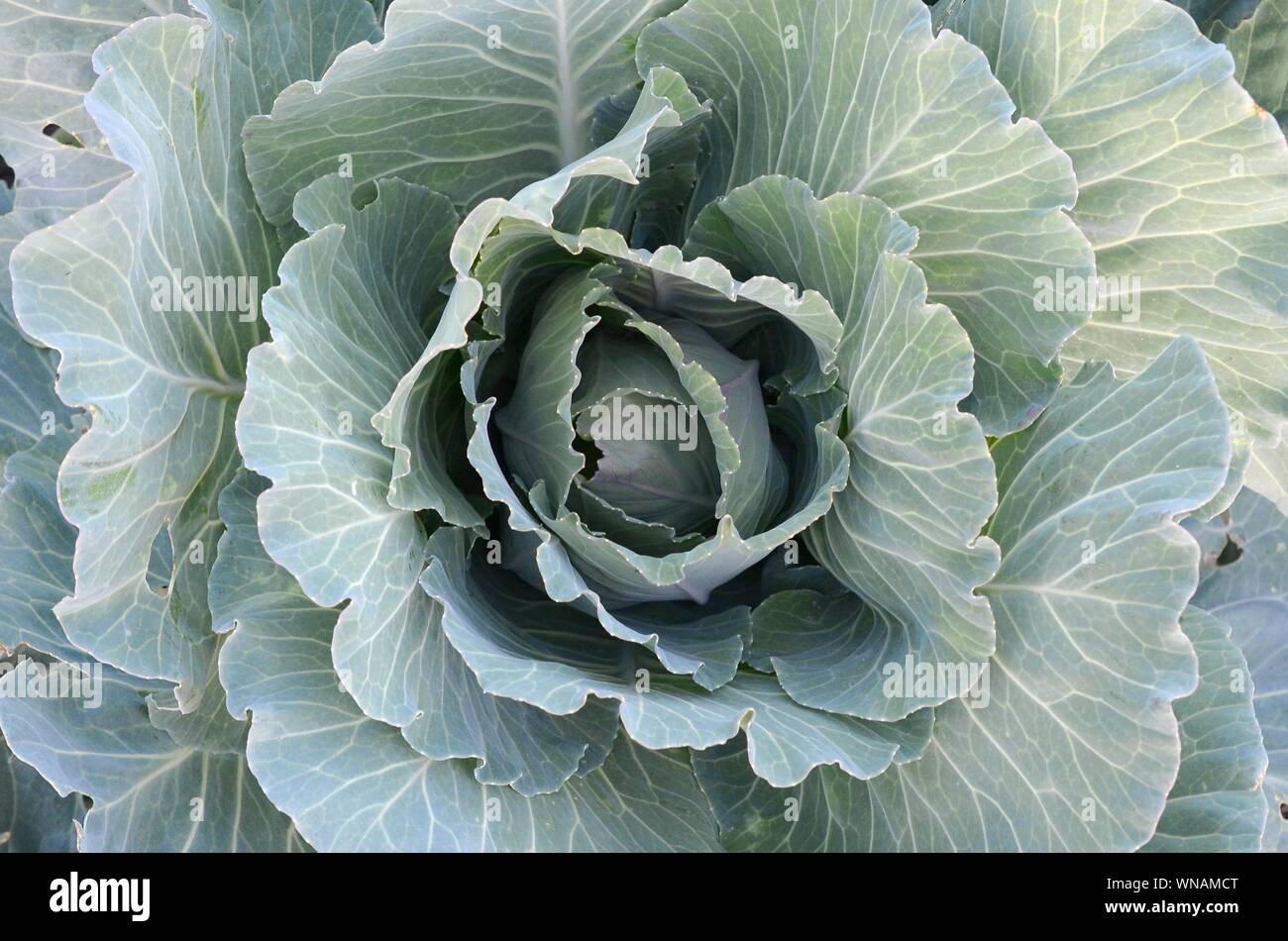 Fresh cabbage from farm field in the garden. View of green plants ...