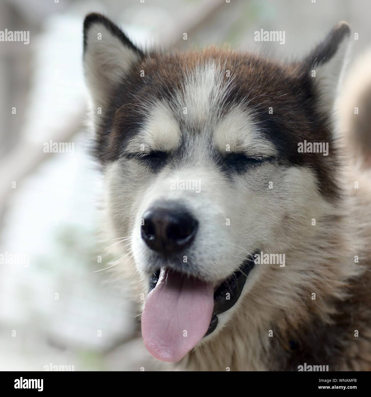 Portrait siberian husky long tongue hi-res stock photography and images ...