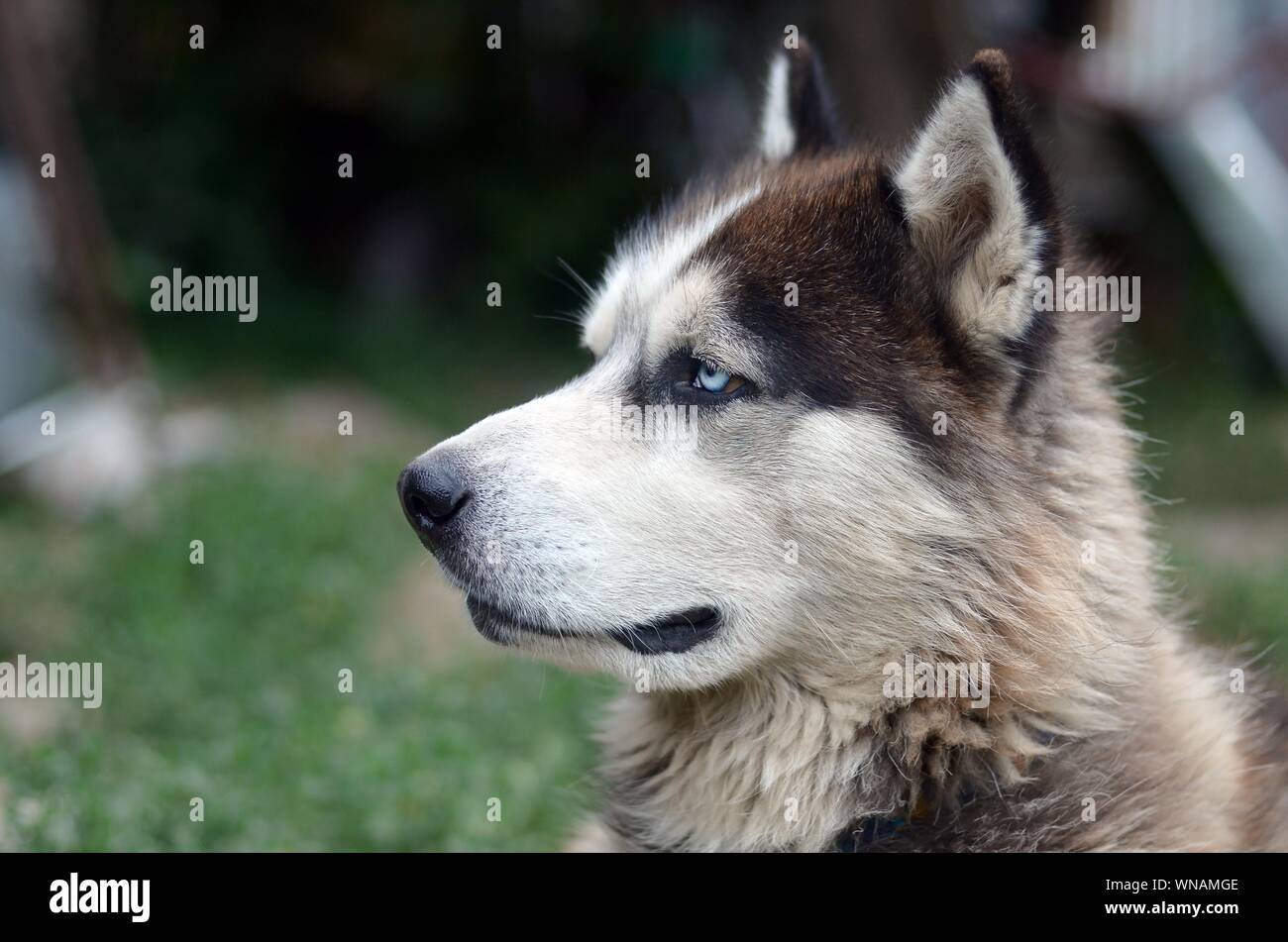 Alaskan Malamute with blue eyes. The Arctic Malamute is a wonderful ...