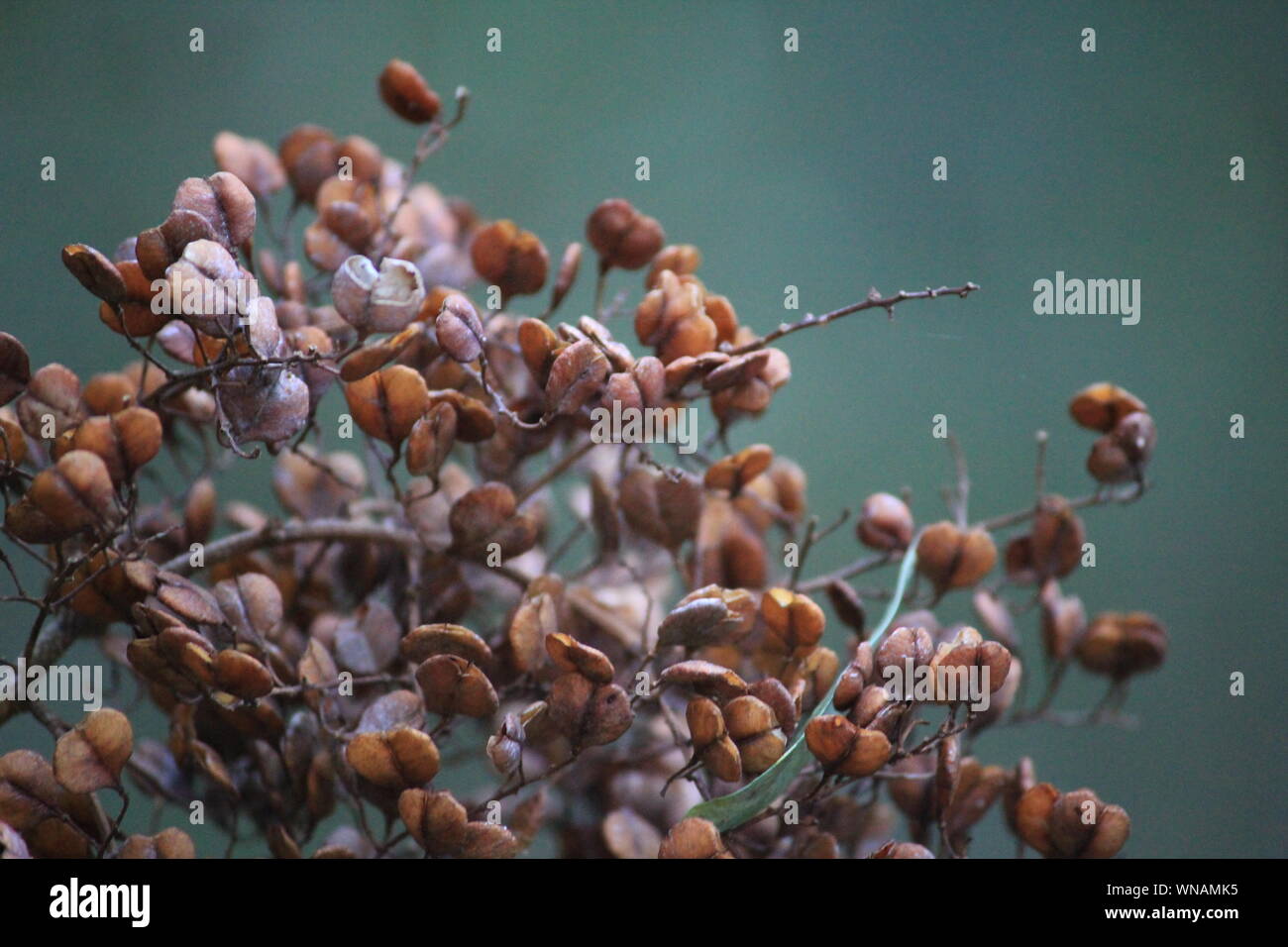 Seeds of plant hi-res stock photography and images - Alamy