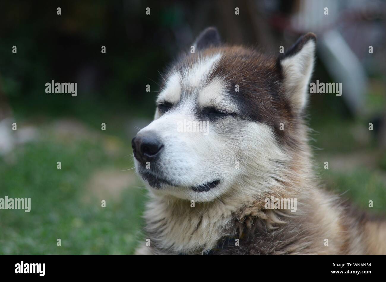 Alaskan Malamute with blue eyes. The Arctic Malamute is a wonderful ...