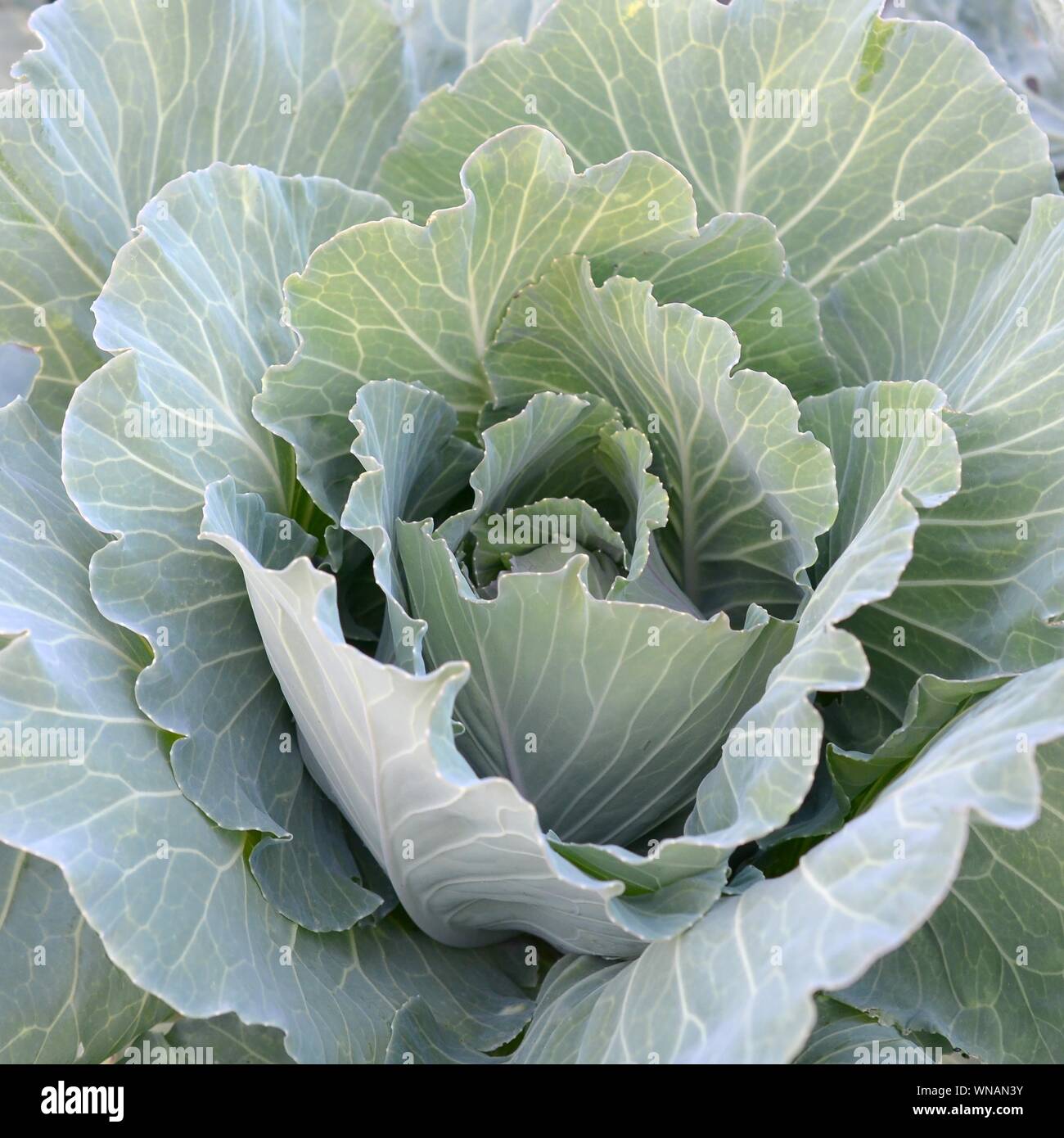 Fresh cabbage from farm field in the garden. View of green plants ...