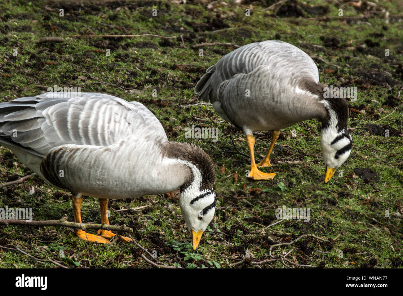 The Bar-headed Goose (Anser indicus)Breeds in the highlands of central ...