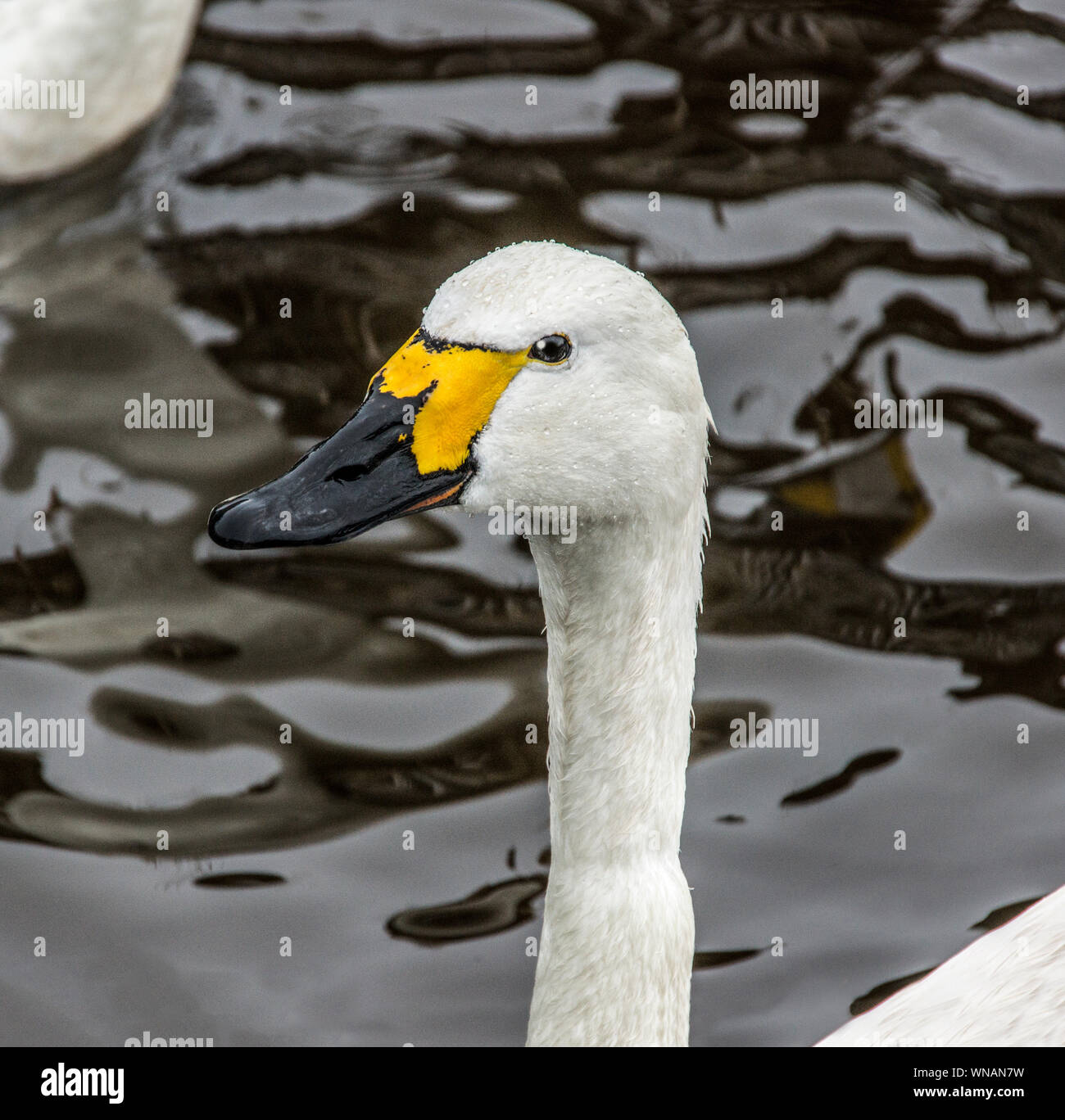 Slimbridge wetland wildlife reserve hi-res stock photography and images ...