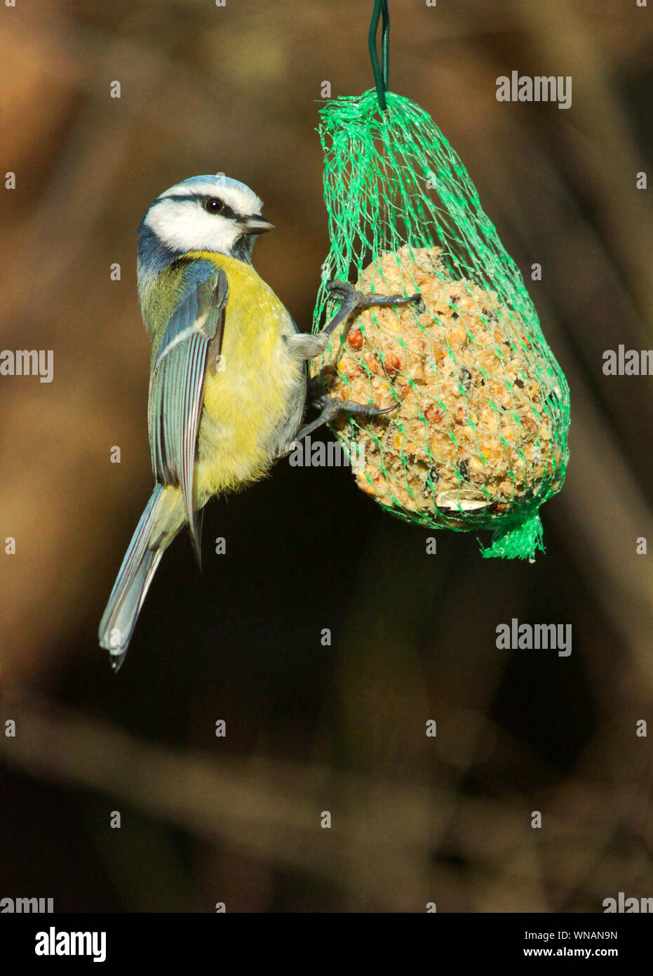 Blue Tit (Parus caeruleus).Adult on a fat ball in the garden.Southwest ...