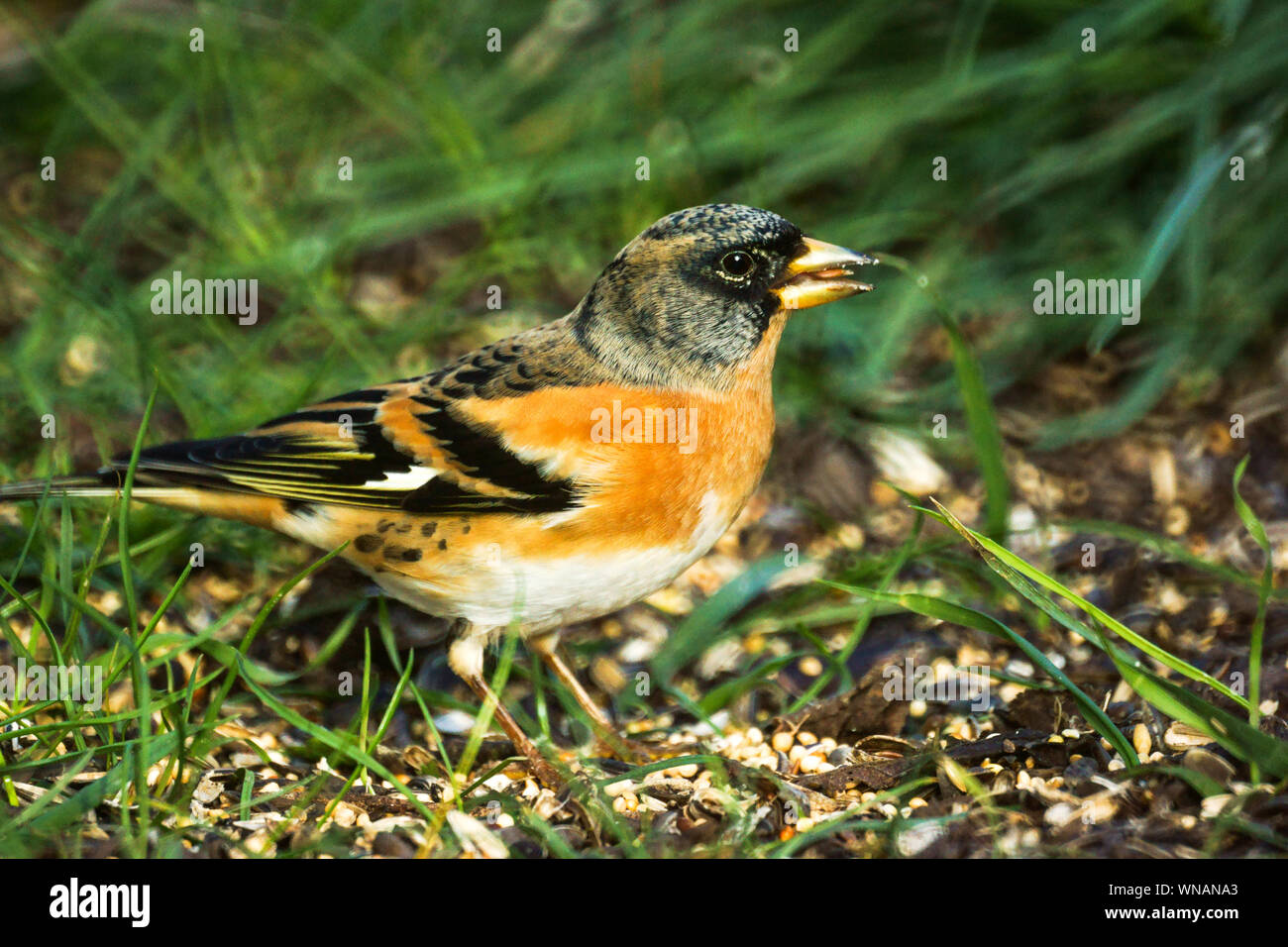 Finches of north america hi-res stock photography and images - Alamy