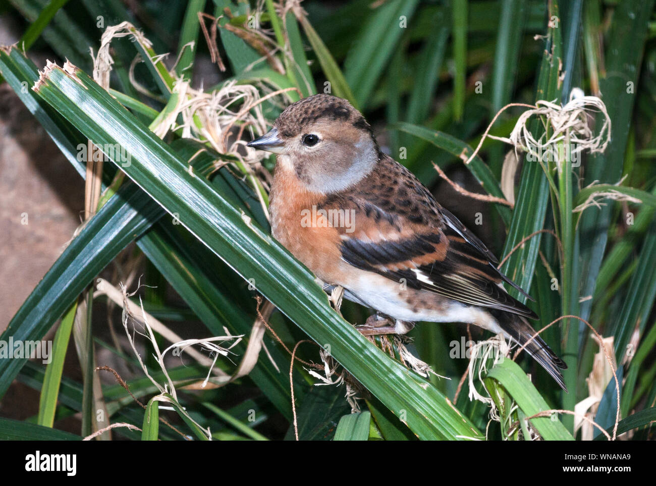 Brambling (Fringilla montifringilla).Female photographed in aviary in ...