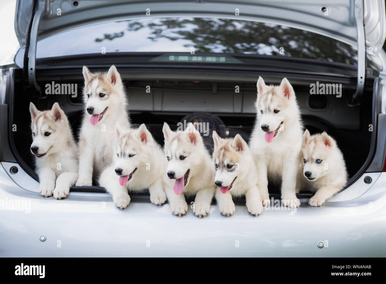 Husky puppies hi-res stock photography and images - Alamy
