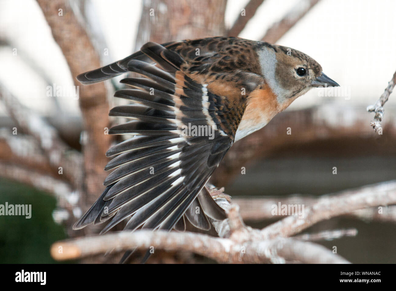 Female brambling in winter hi-res stock photography and images - Alamy