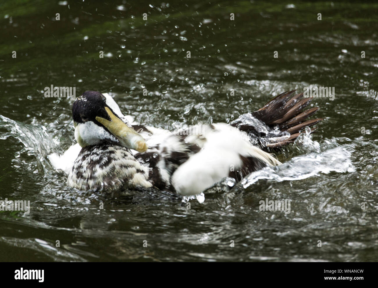 Male eider duck entering eclipse plumage hi-res stock photography and ...