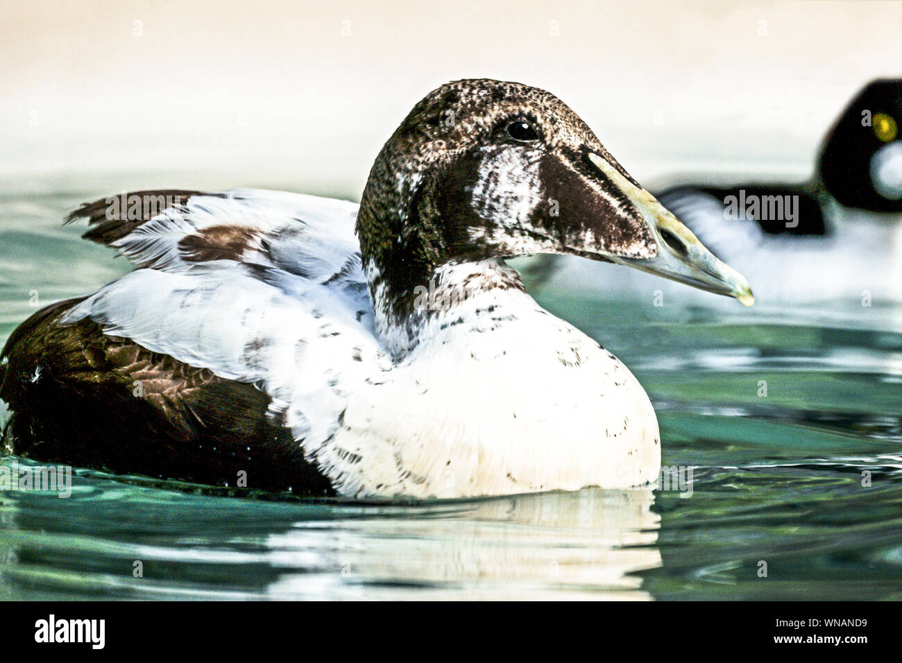 Male eider duck entering eclipse plumage hi-res stock photography and ...