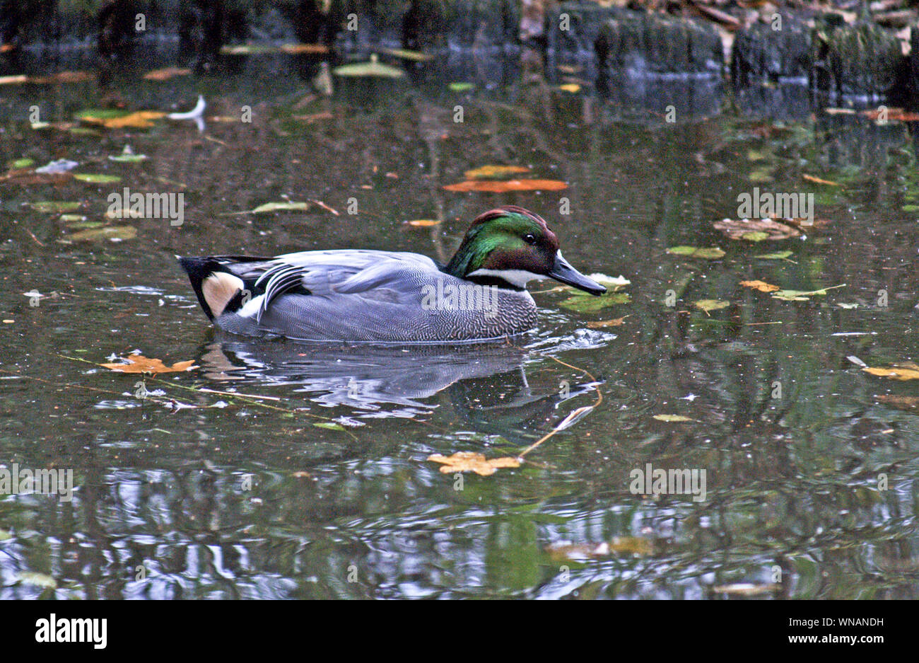 Falcated Teal (Anas falcata).Male in breeding plumage. WWT Martin Mere ...