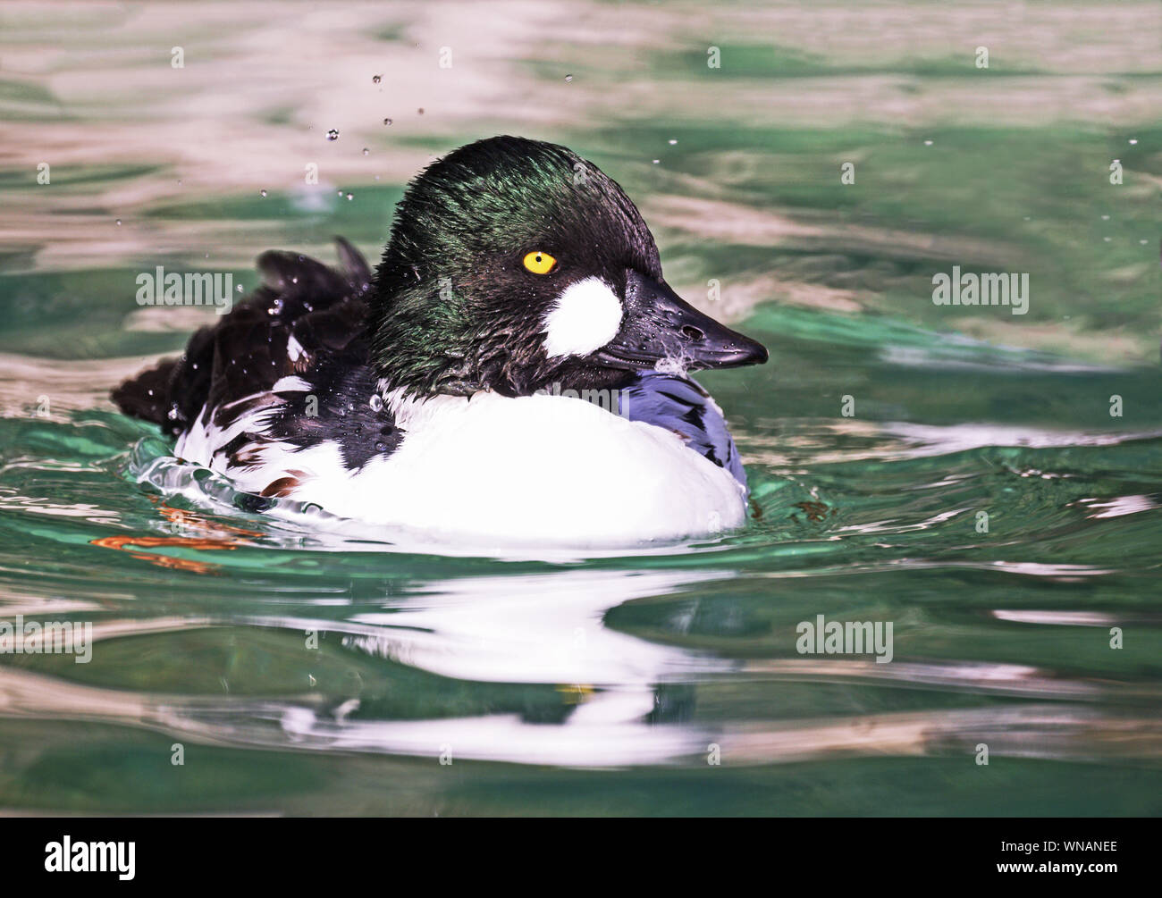 Goldeneye (Bucephala clangula) Male in full colour Stock Photo - Alamy