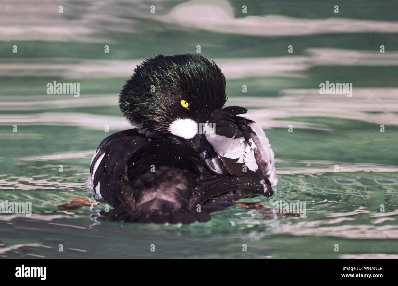 Goldeneye (Bucephala clangula) Male in full colour Stock Photo - Alamy
