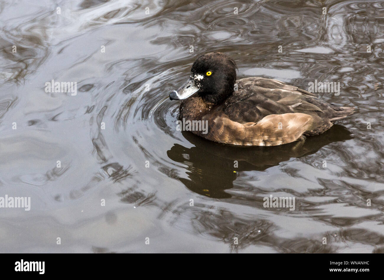 Ducks in eclipse plumage hi-res stock photography and images - Alamy