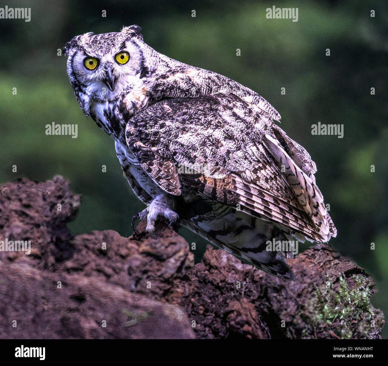 Great Horned Owl (Bubo virginianus).Photographed at a bird of prey ...