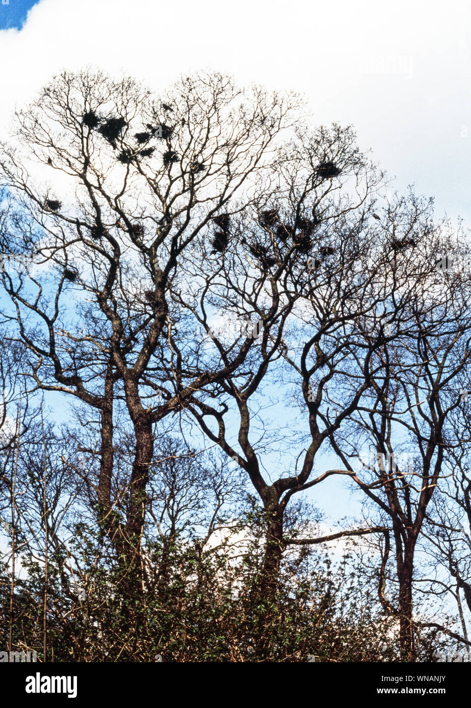 Natural history photographs hi-res stock photography and images - Alamy