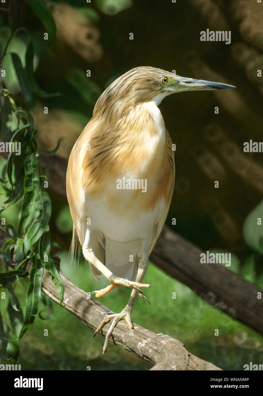 Birds of the ethiopian realm hi-res stock photography and images - Alamy