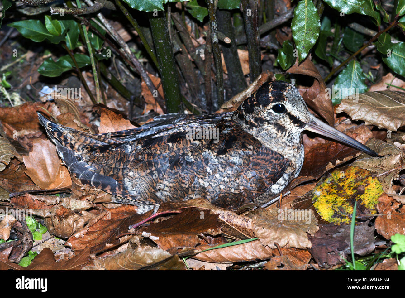 Scolopax rusticola images hi-res stock photography and images - Alamy
