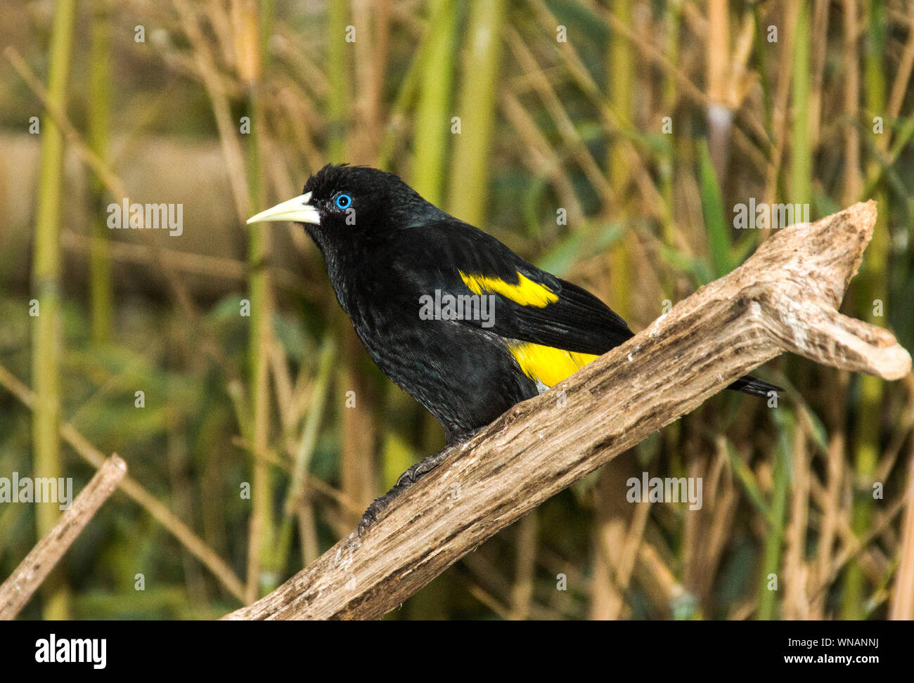 Yellow-rumped Cacique 'Cacicus cela' Adult in indoor aviary Stock Photo ...