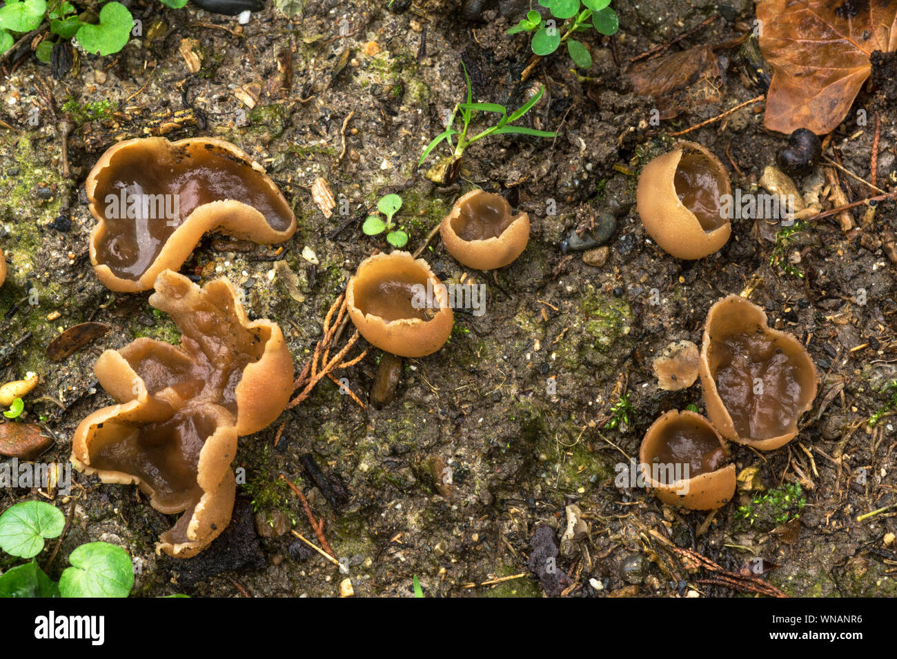 Fungus. Cup fungus (Peziza succosa).Growing at the base of a long dead ...