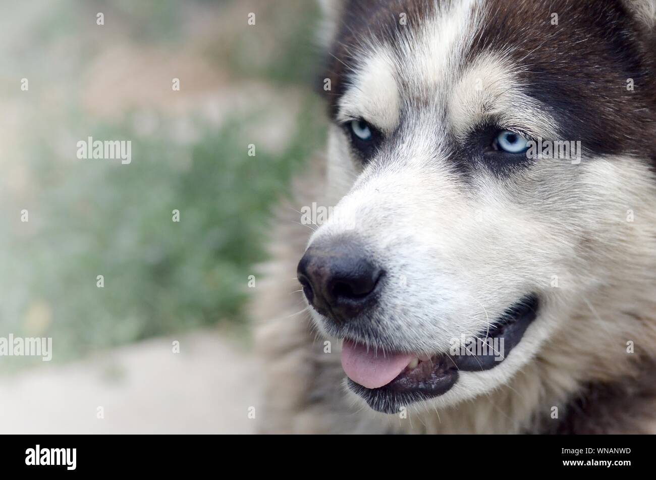 Can A Alaskan Malamute Have Blue Eyes