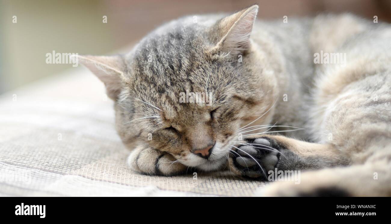 Close up of a sad and lazy tabby cat napping on the couch outdoors in ...